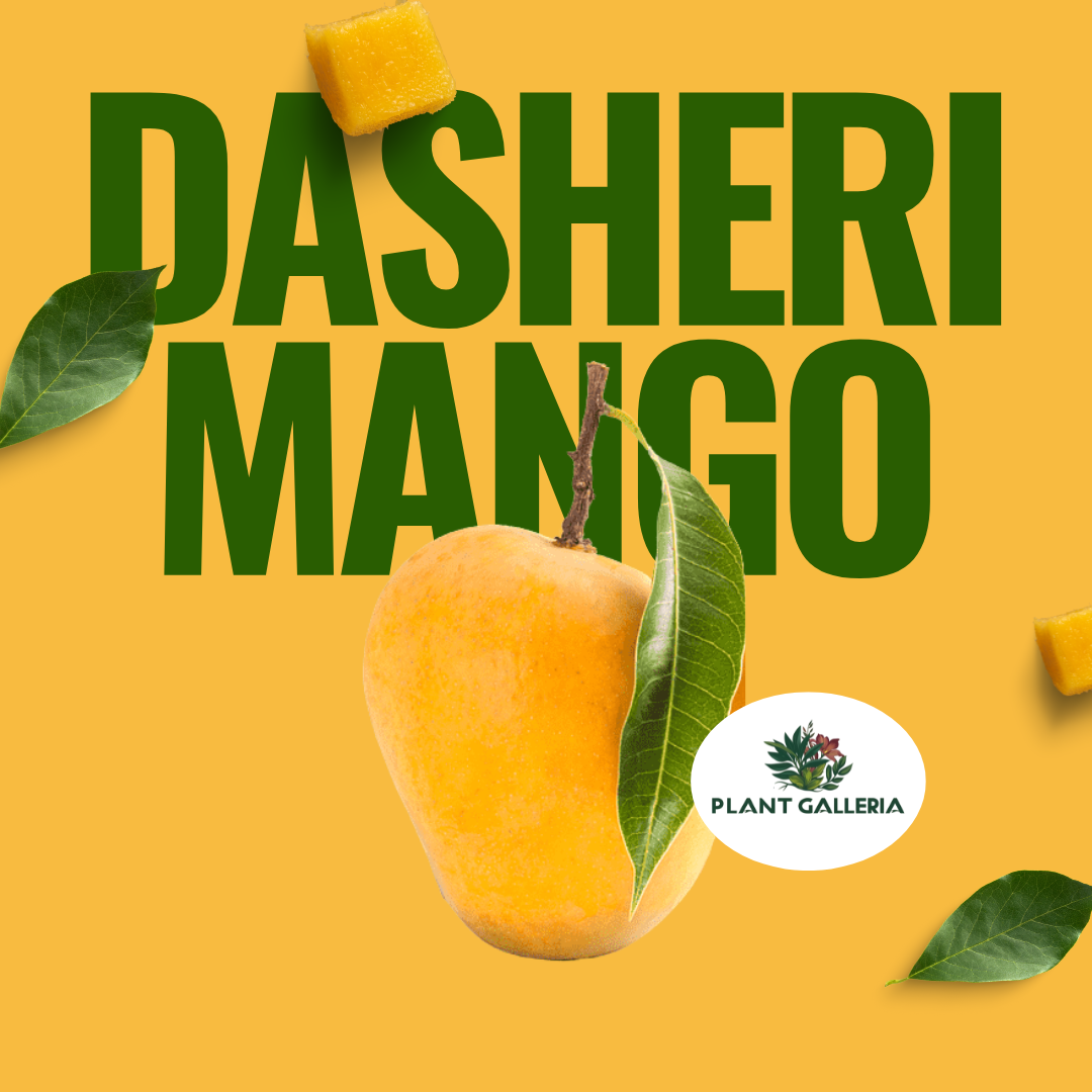 Dasheri Mango Plant – plantgalleria.com